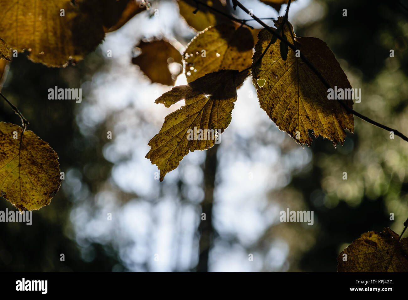 sunny morning in the woods. forest with tree trunks, sun and rays of ...