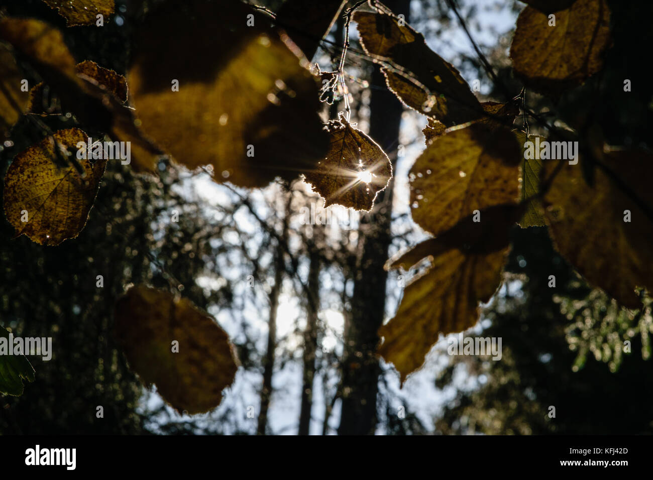 sunny morning in the woods. forest with tree trunks, sun and rays of ...