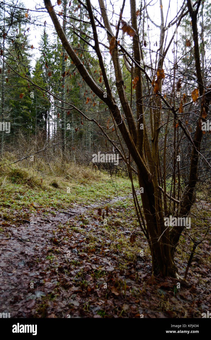 dark and moody forest trees at late evening with random sun rays ...