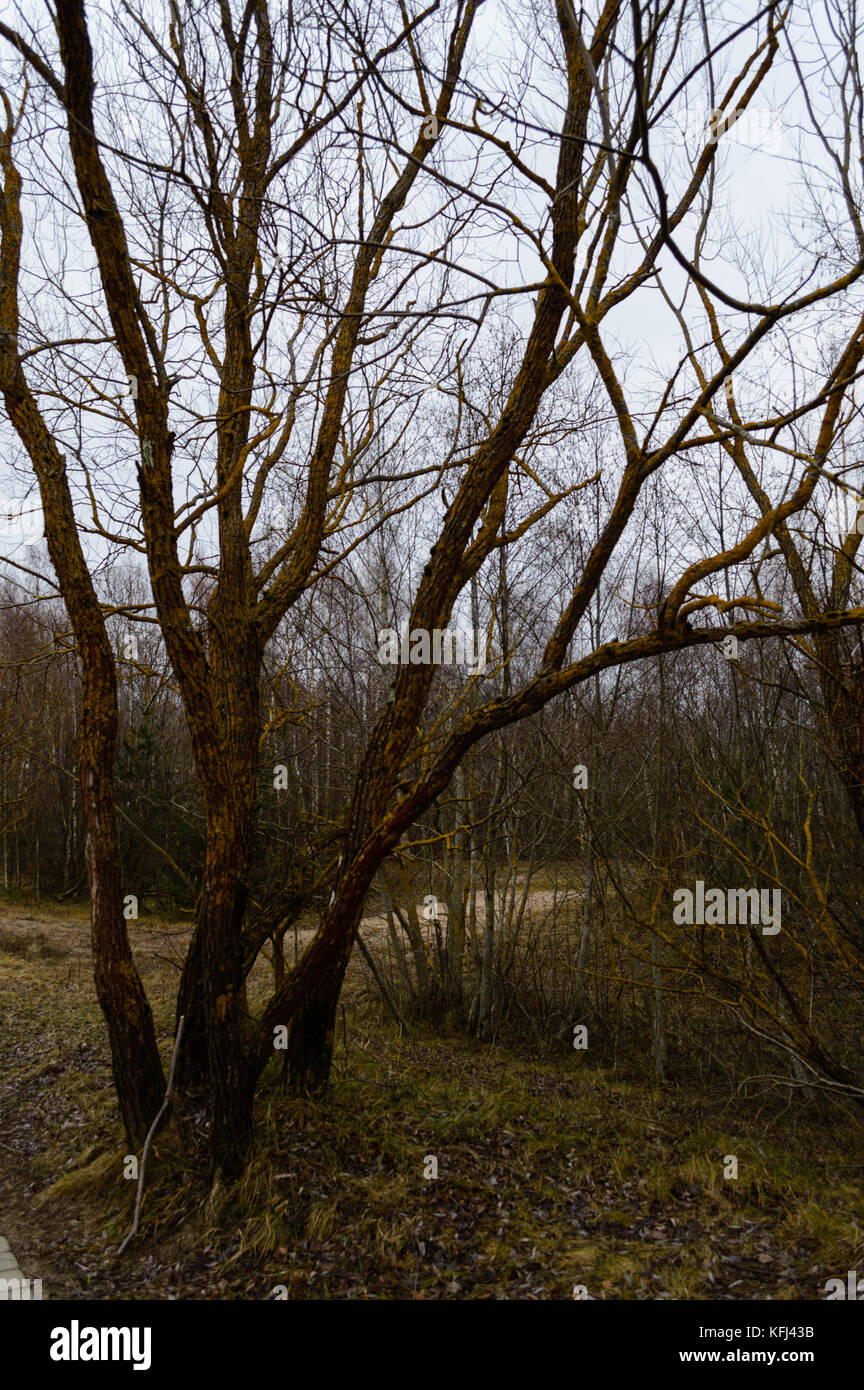 dark and moody forest trees at late evening with random sun rays ...