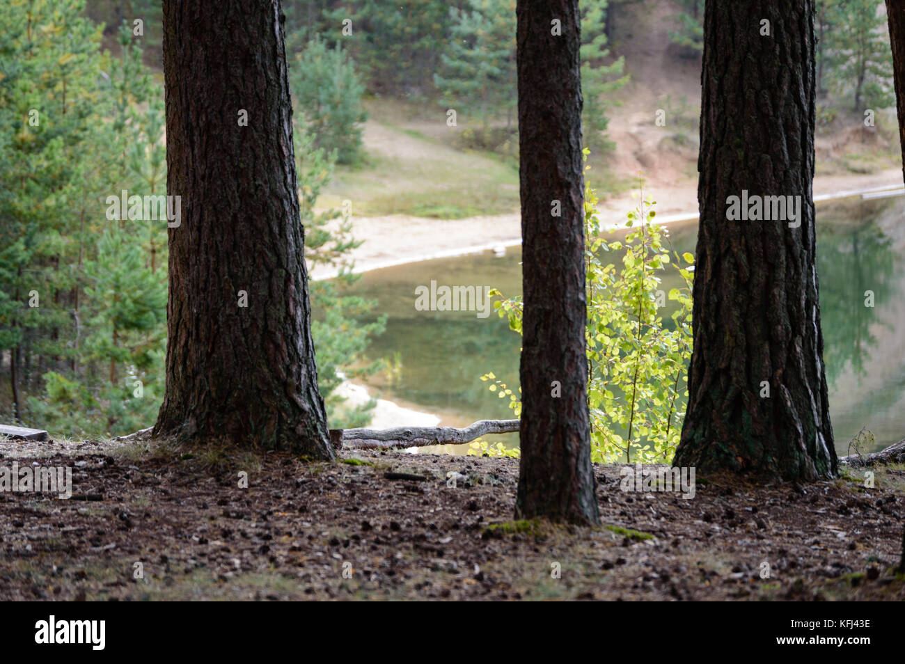 dark and moody forest trees at late evening with random sun rays ...