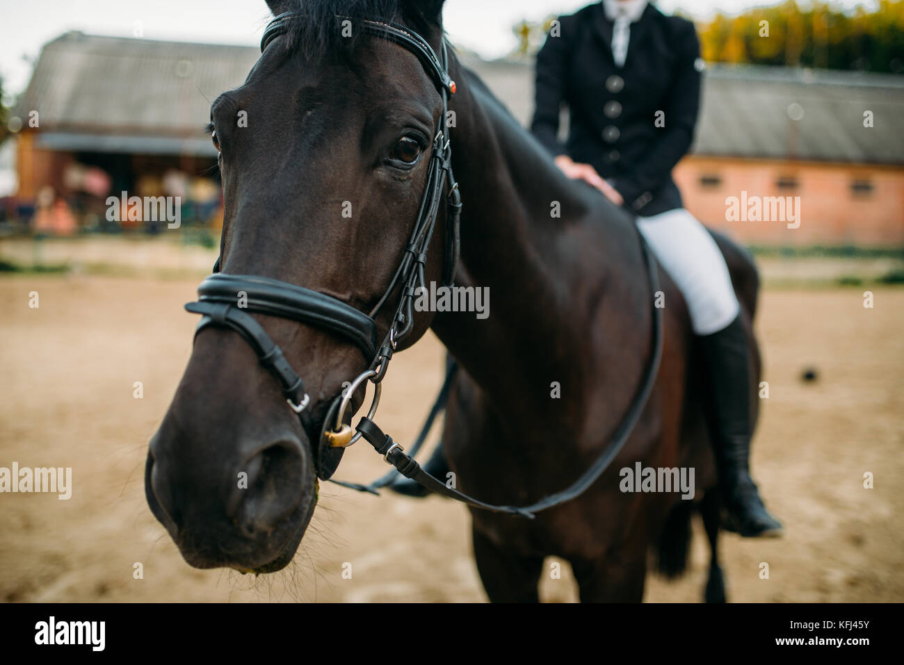 Equestrian sport, female rider on horseback. Brown stallion, leisure ...
