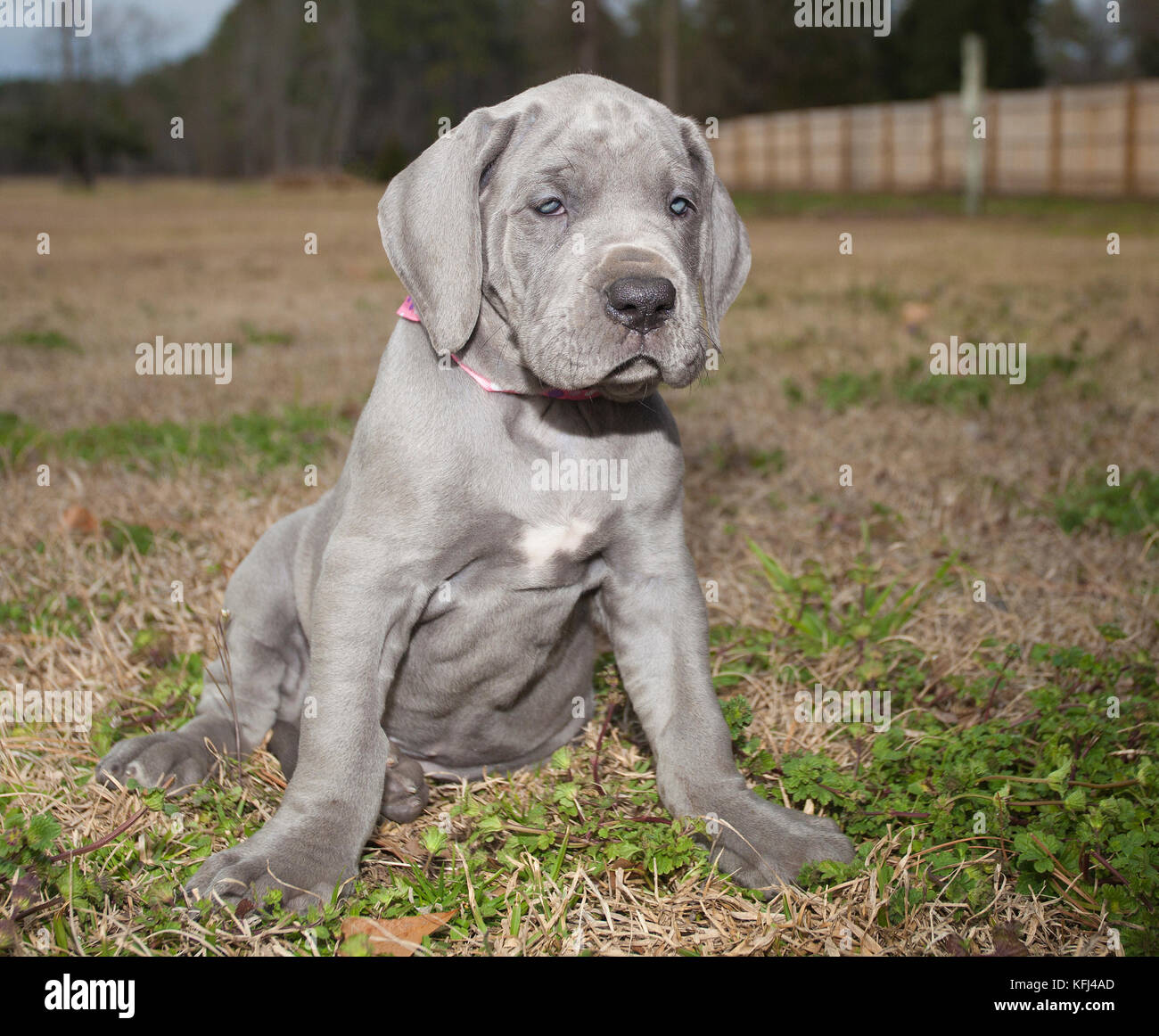 Gray Great Dane purebred puppy on an autumn field Stock Photo - Alamy