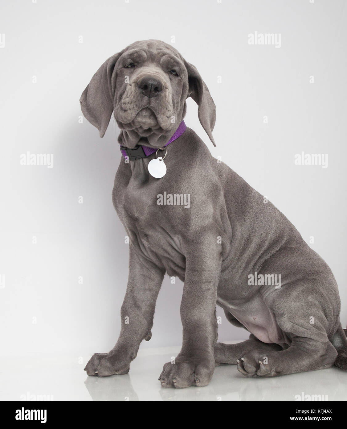 Purebred Gray Great Dane puppy on a white background Stock Photo - Alamy