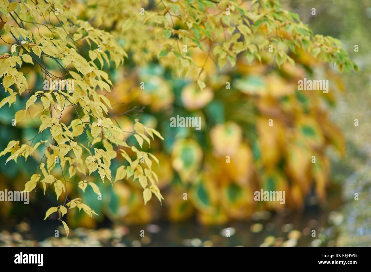 Yellow autumn eaves on the twig hanging over the water covered with ...
