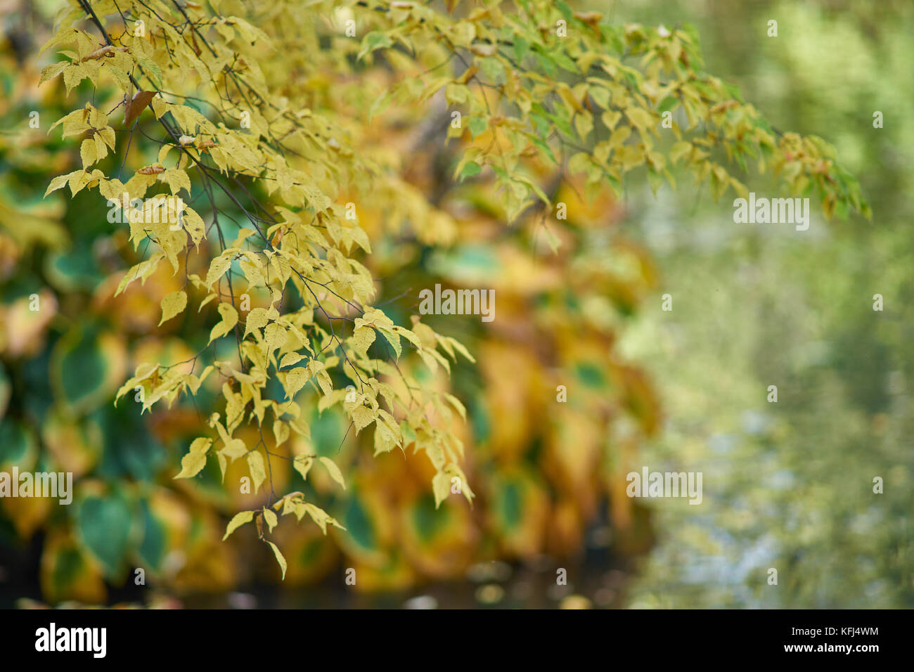 Yellow autumn eaves on the twig hanging over the water covered with ...