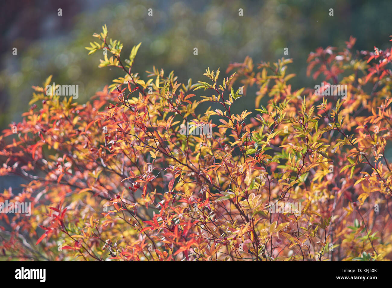 Rosa palustris swamp rose multicolor leaves in autumn on the soft ...