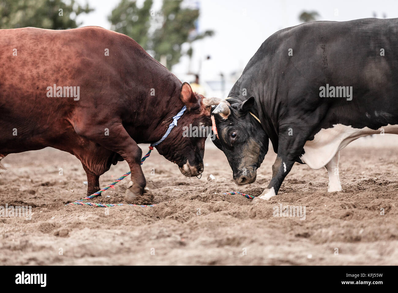 Bulls are fighting in a traditional competition in Fujairah, UAE Stock ...