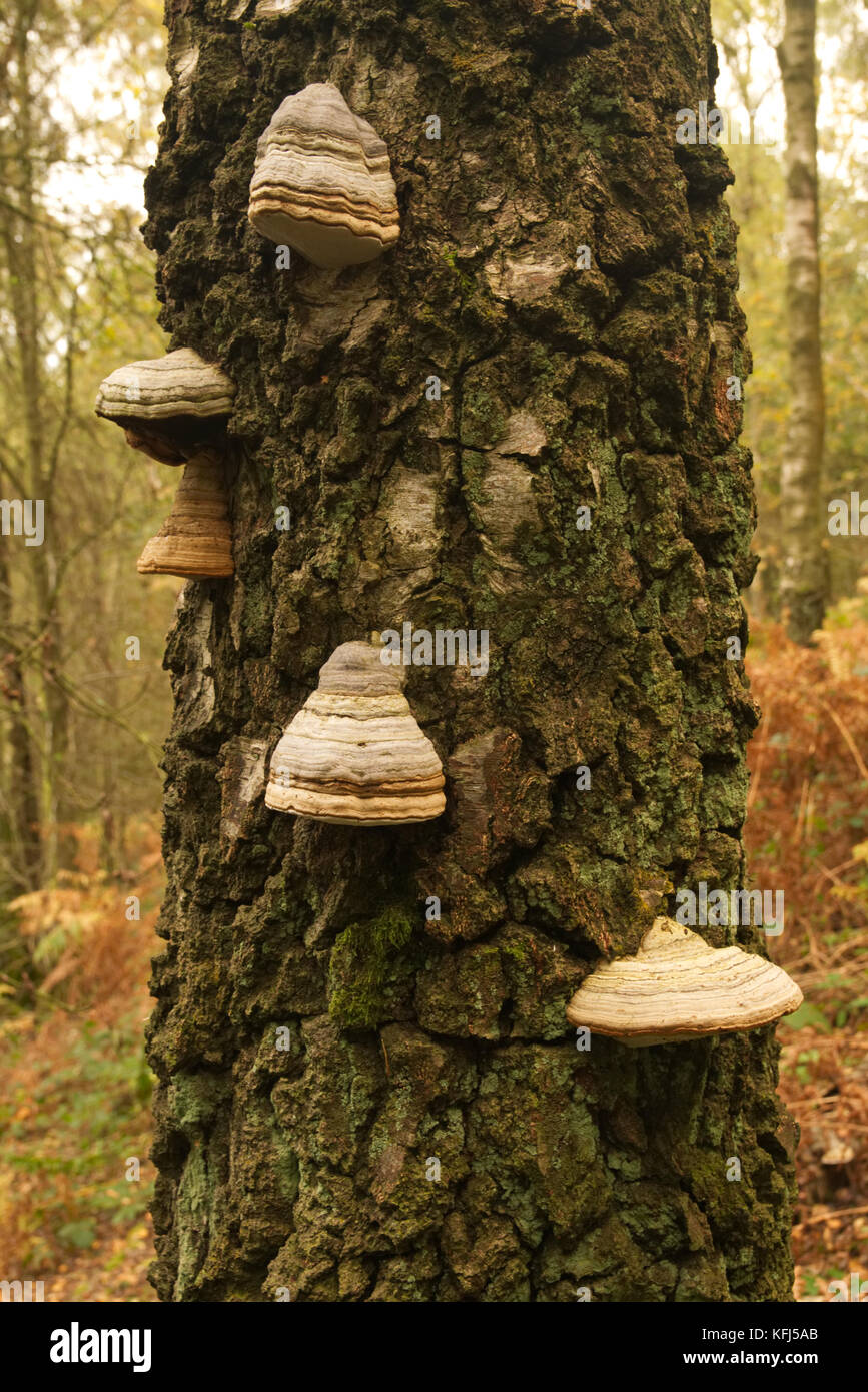 Bracket fungi on a moss covered Silver Birch tree in golden morning ...