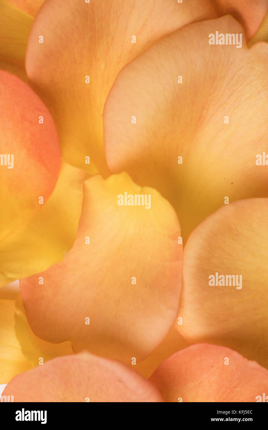 background of orange rose petals Stock Photo - Alamy