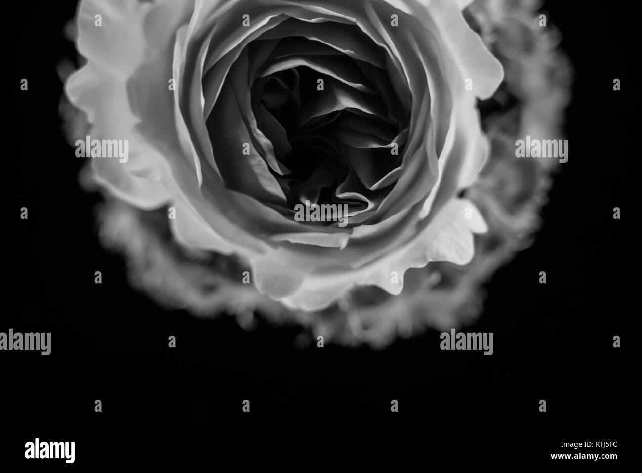 Violet flower poster Black and White Stock Photos & Images - Alamy