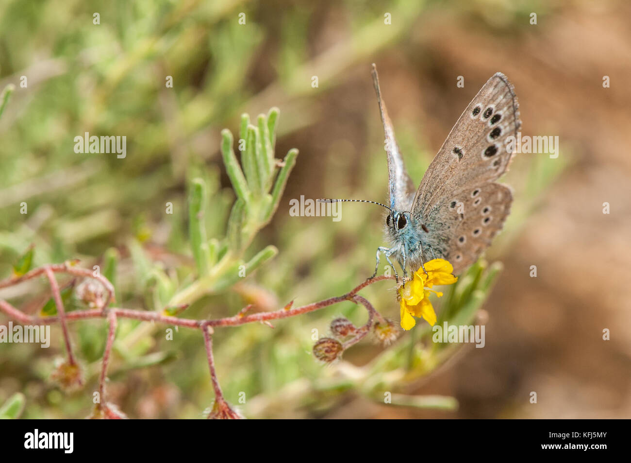 butterfly (Lysandra sp.) on top of a yellow flower Stock Photo - Alamy