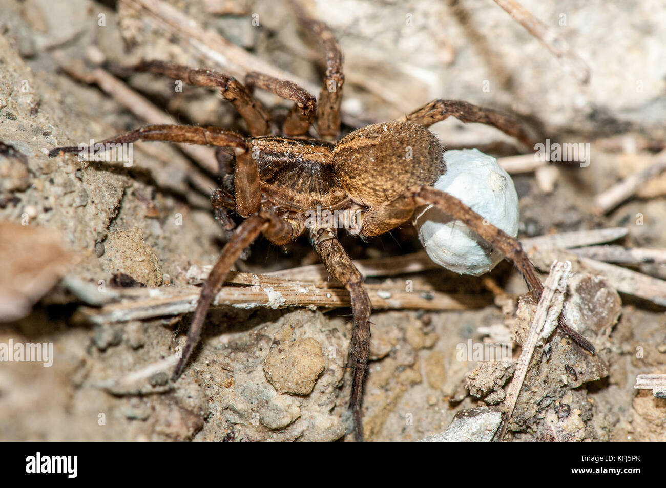 spider (Hogna radiata) with eggs on the ground Stock Photo - Alamy