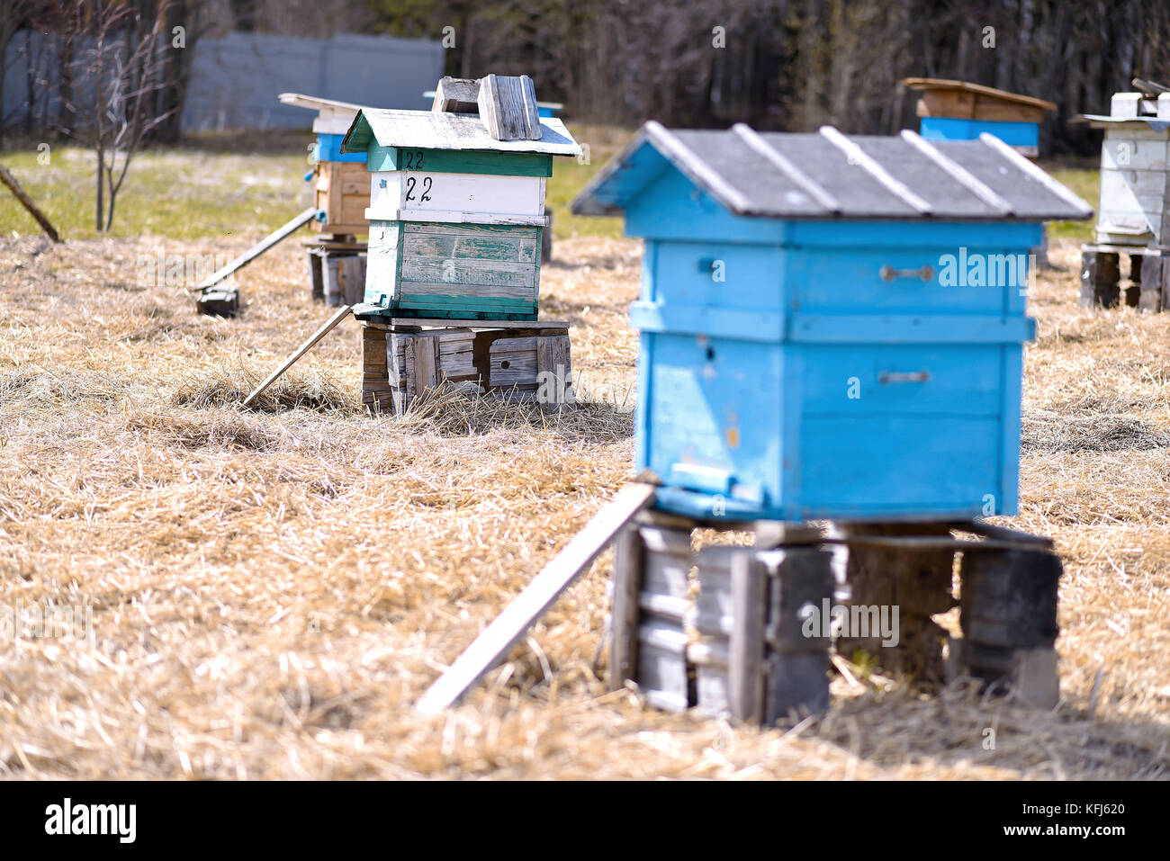 Bee ulii standing in field in summer Stock Photo - Alamy