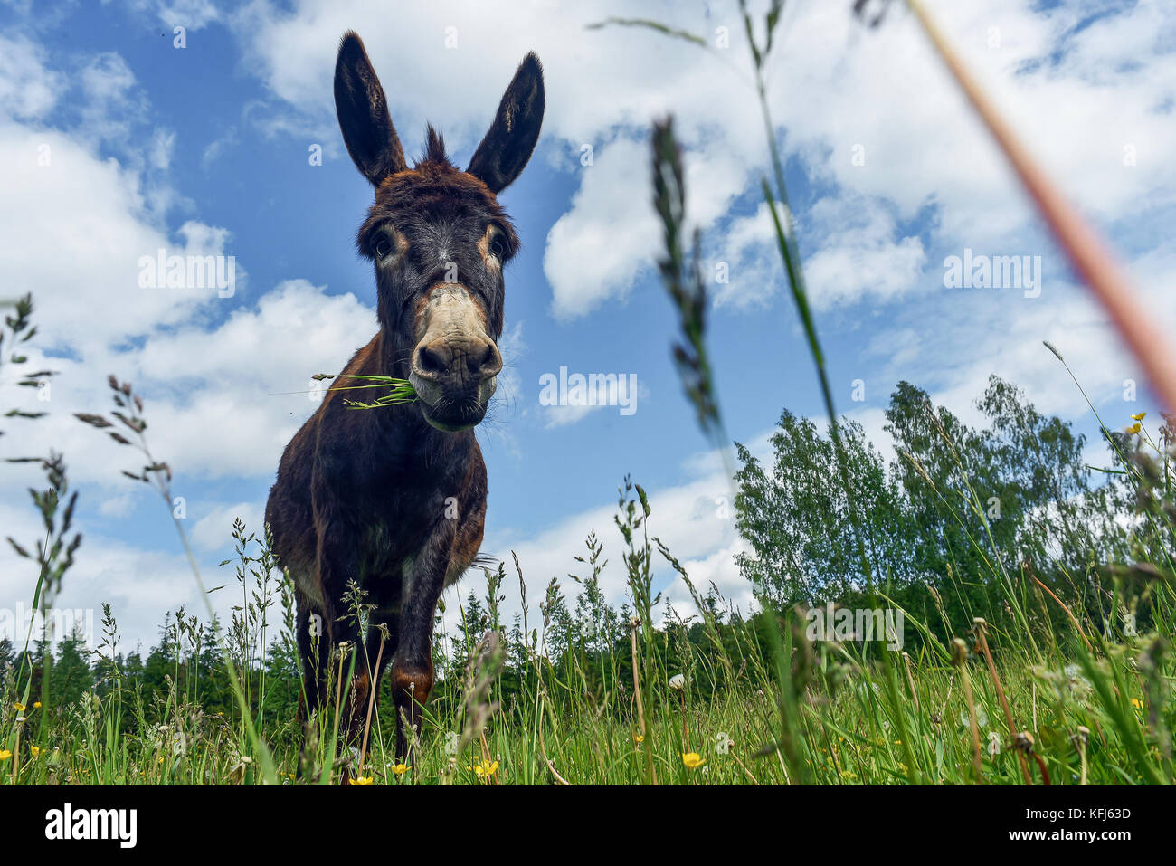 Donkey grazing in the field a clear day Stock Photo - Alamy