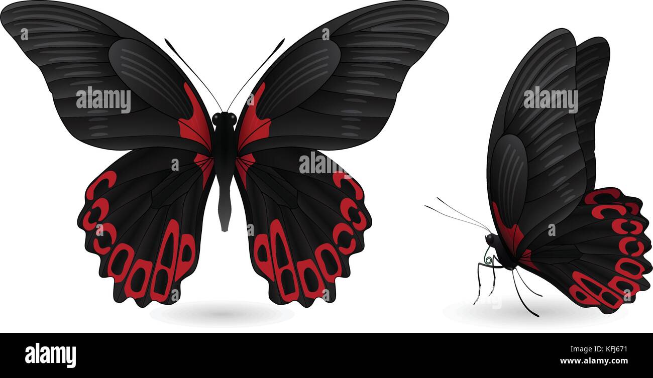 Set of colorful butterflies. Front and side view Stock Vector Image ...