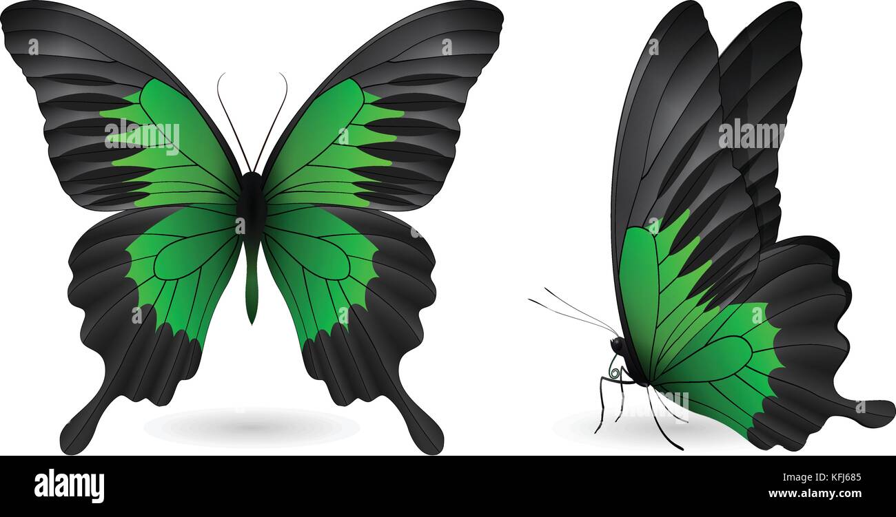 Set of colorful butterflies. Front and side view Stock Vector Image ...