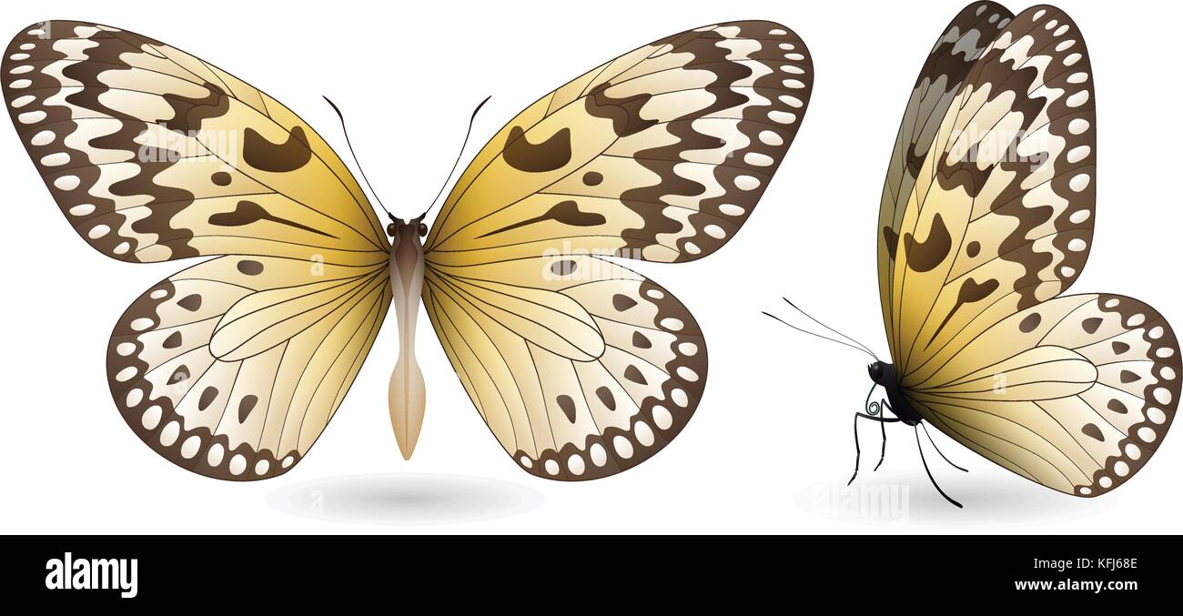 Set of colorful butterflies. Front and side view Stock Vector Image ...