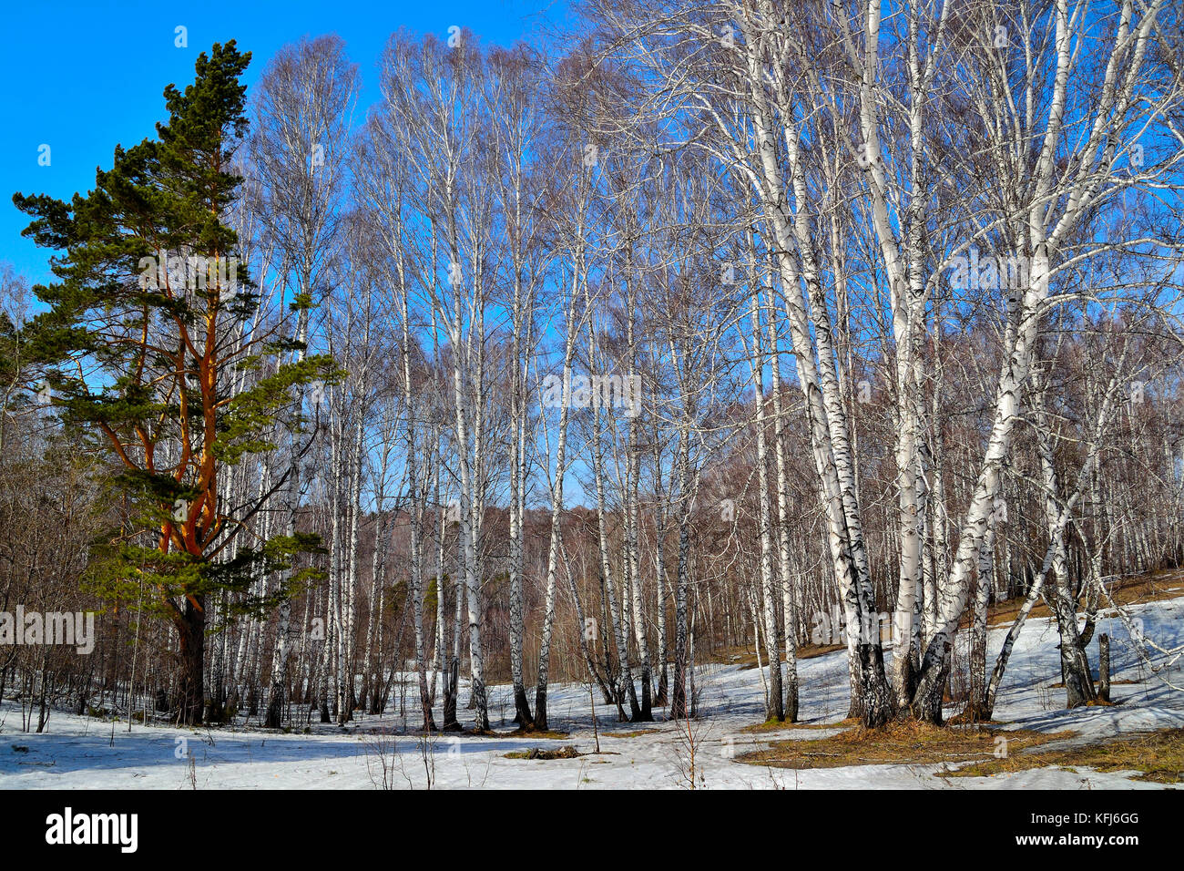 Silver thaw hi-res stock photography and images - Alamy