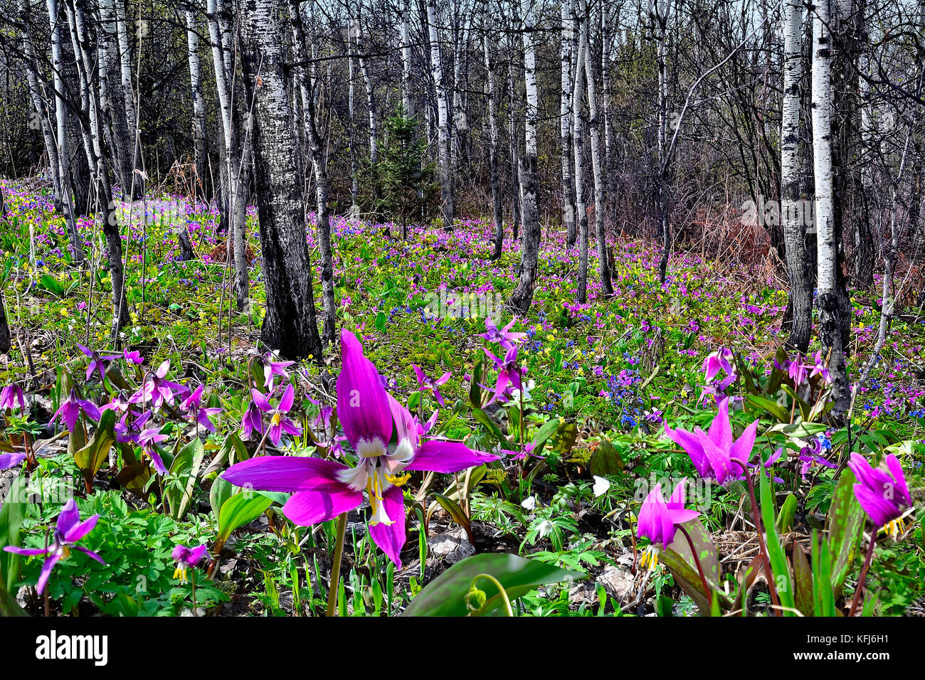 Magic of spring forest landscape. Earth is covered by multi-colored ...