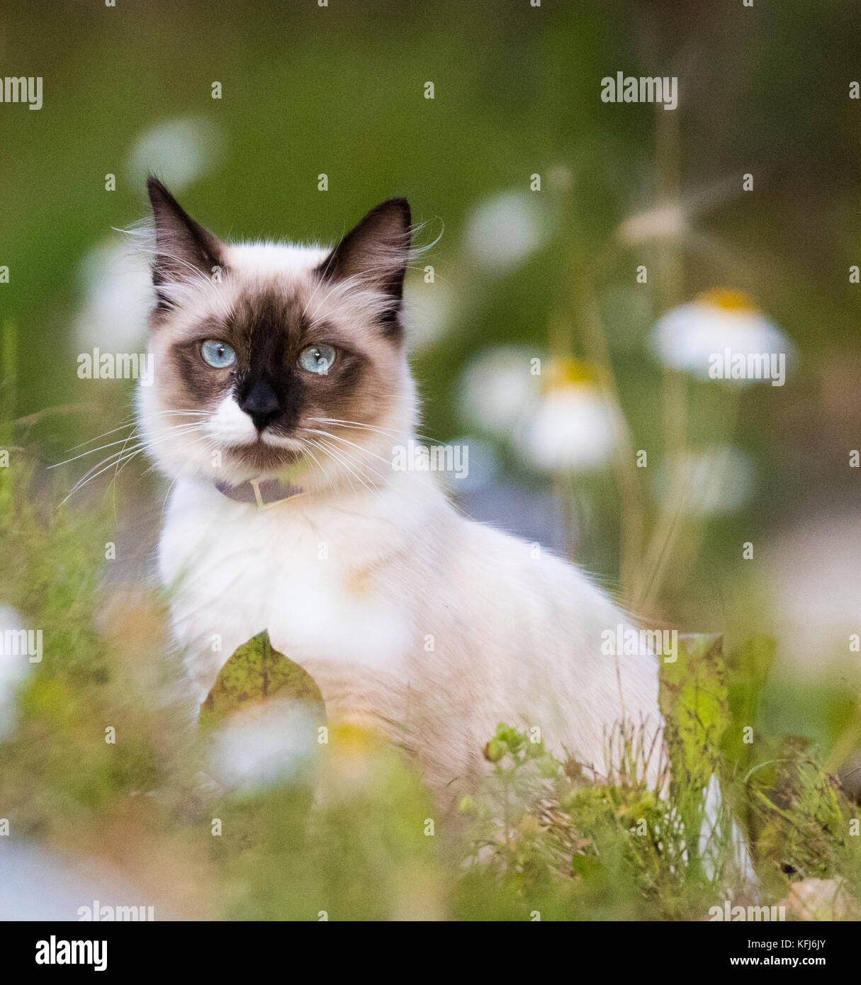 Pretty Kitty playing in daisies Stock Photo - Alamy