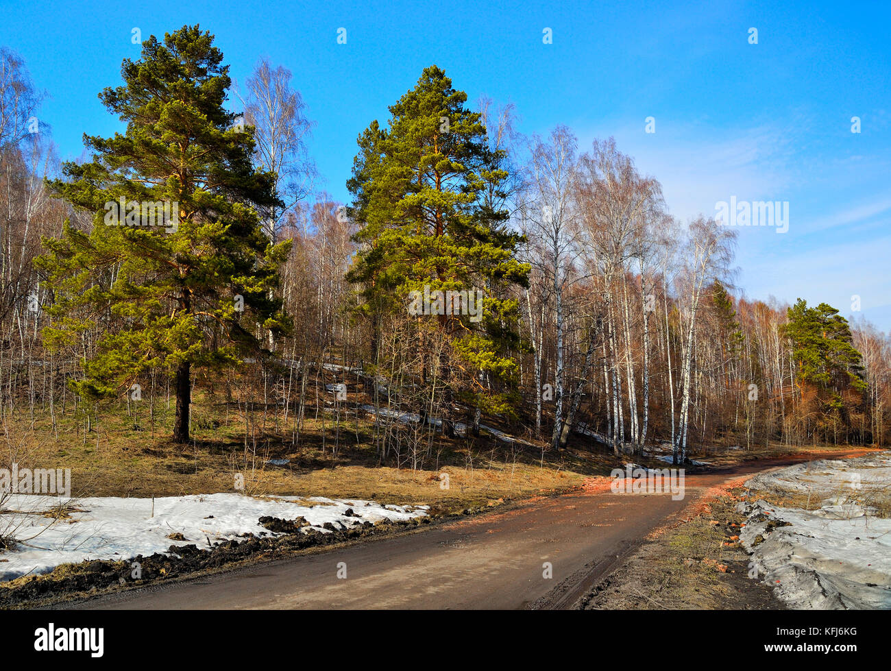 Beautiful spring landscape with road to the birch forest. A last snow ...