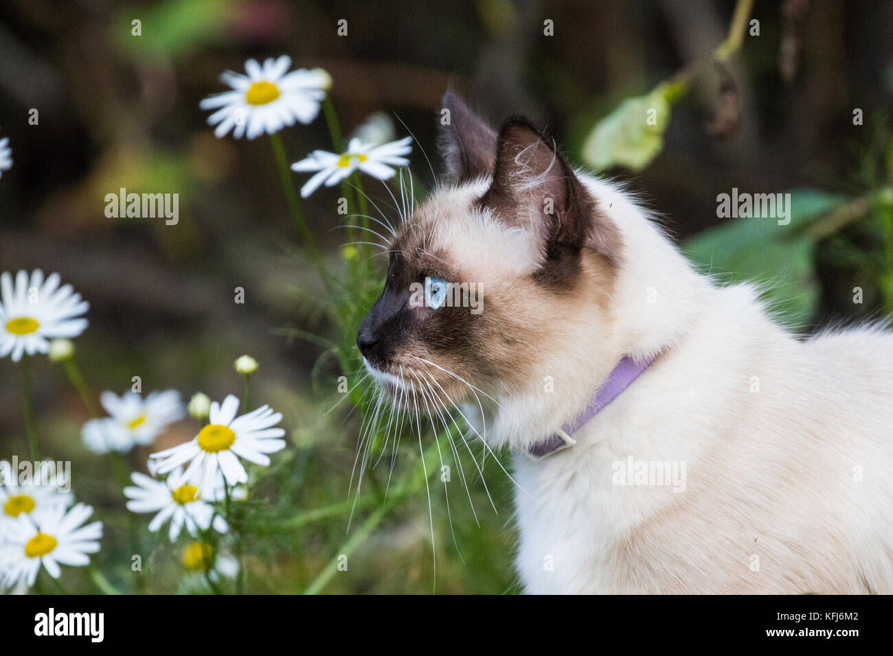 Pretty Kitty playing in daisies Stock Photo - Alamy