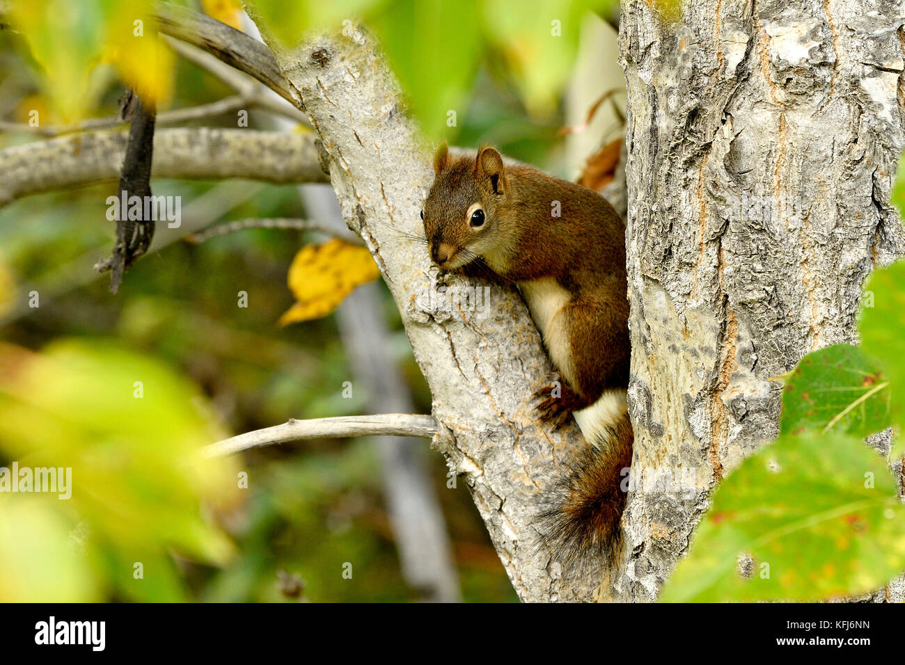 Scamper hi-res stock photography and images - Alamy
