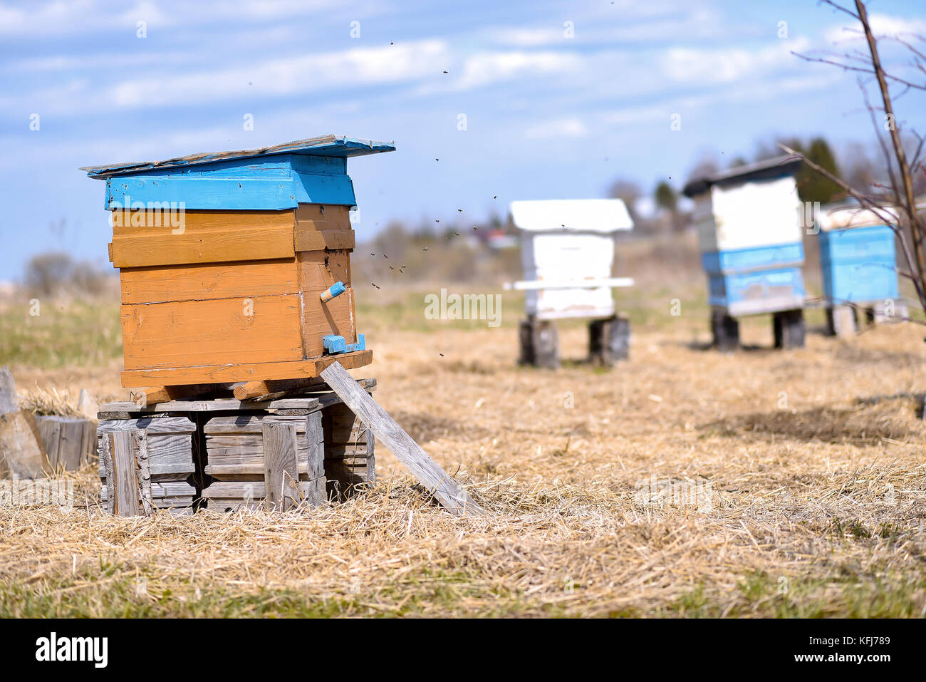 Bee ulii standing in field Stock Photo - Alamy