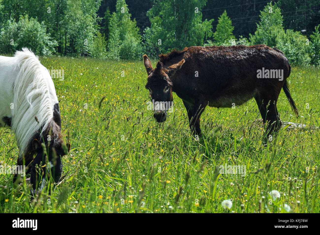 Animals grazing in the field Stock Photo - Alamy