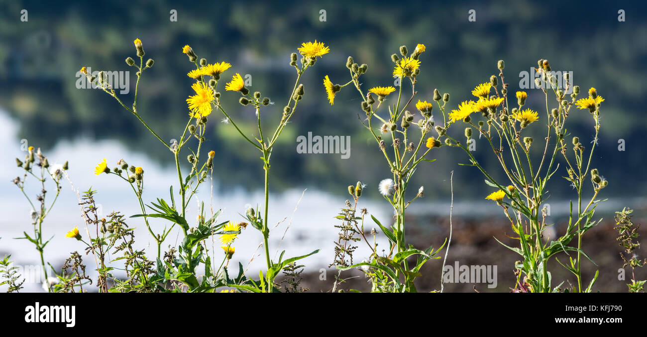 North Kessock Stock Photos & North Kessock Stock Images - Alamy