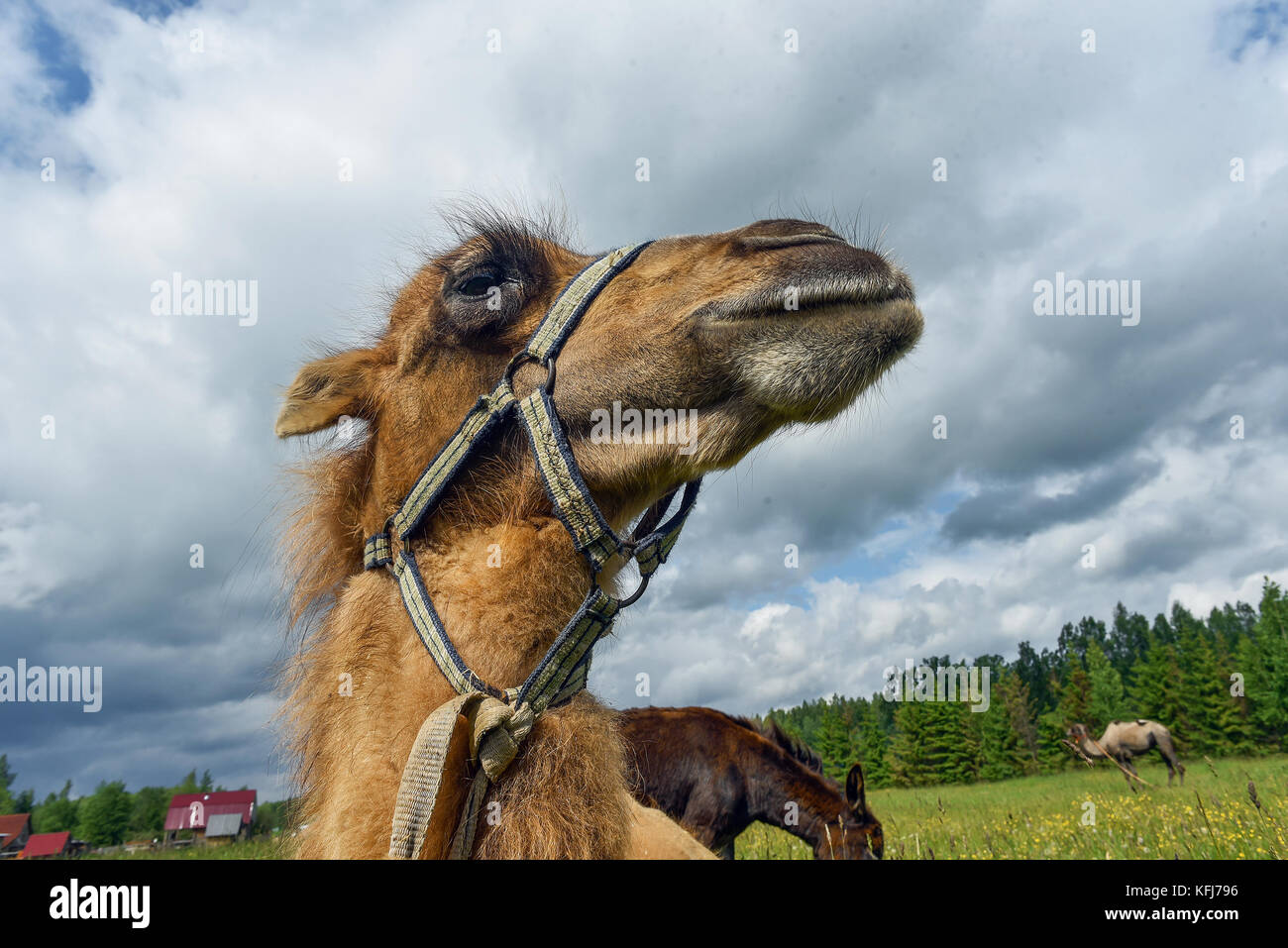 Camel walking in the field Stock Photo - Alamy