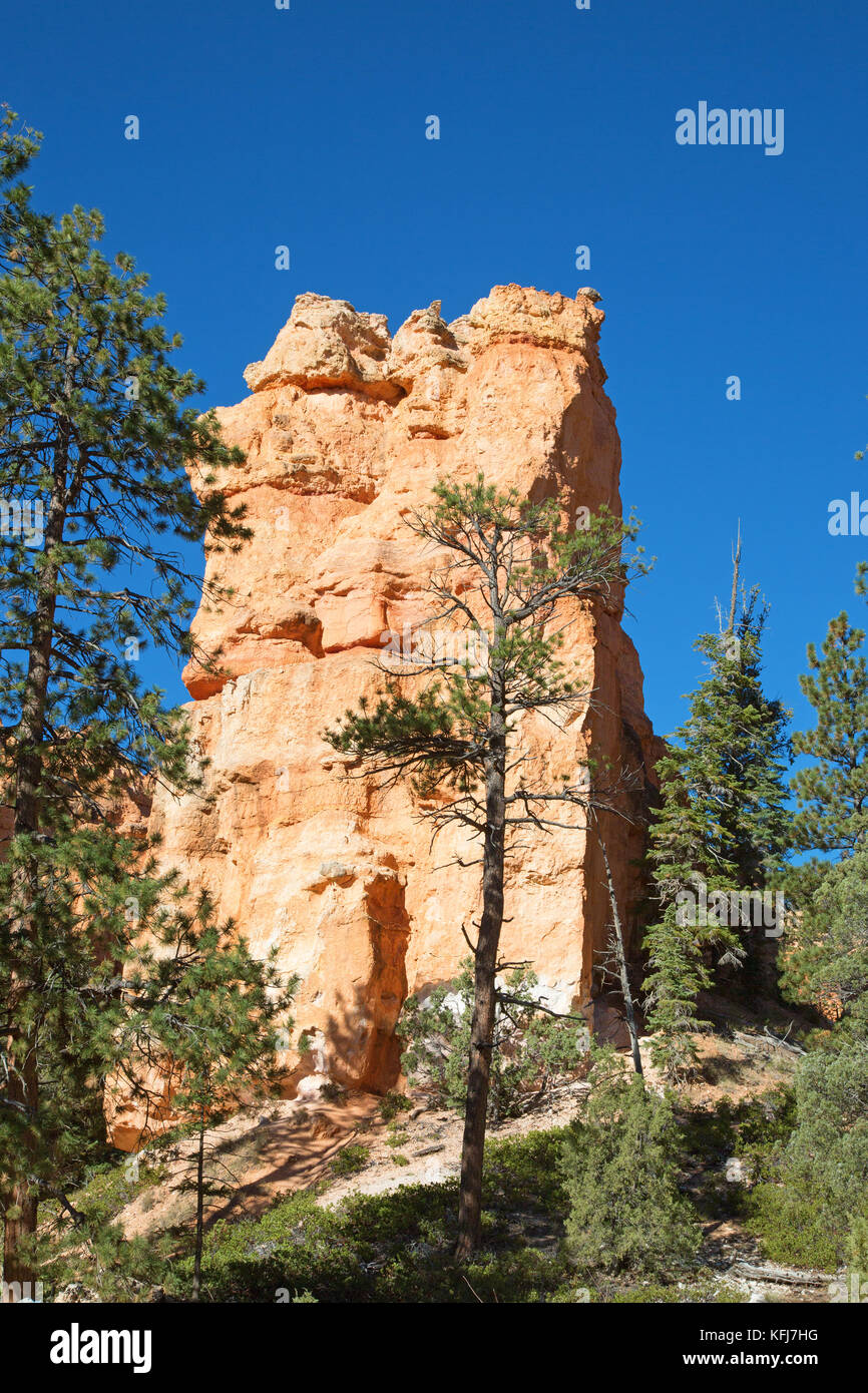 Bryce canyon national park in Utah, USA Stock Photo - Alamy