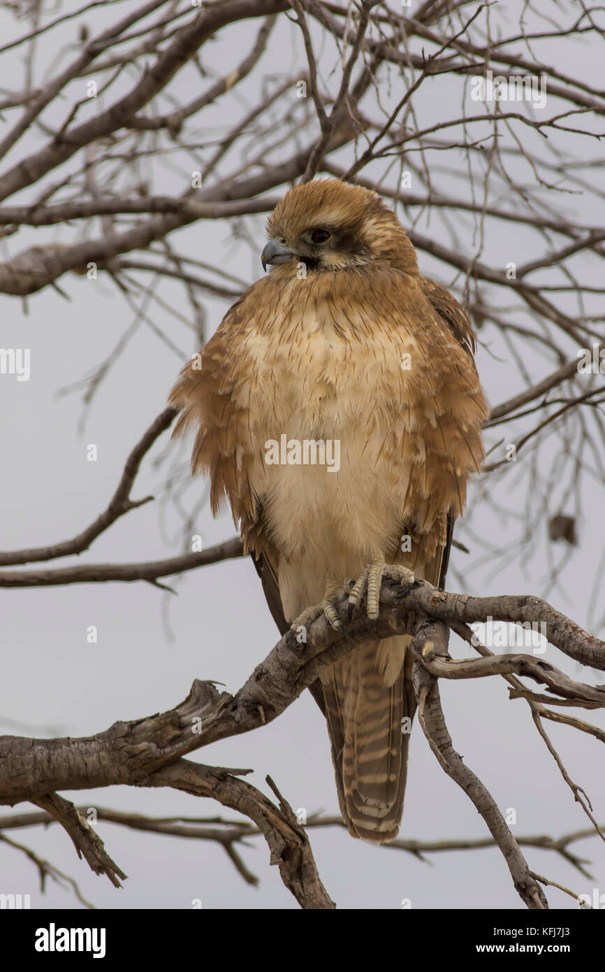 Common australian raptor hi-res stock photography and images - Alamy
