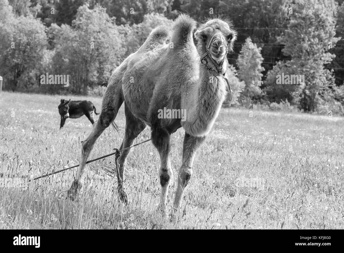 Camel walking in the field Stock Photo - Alamy
