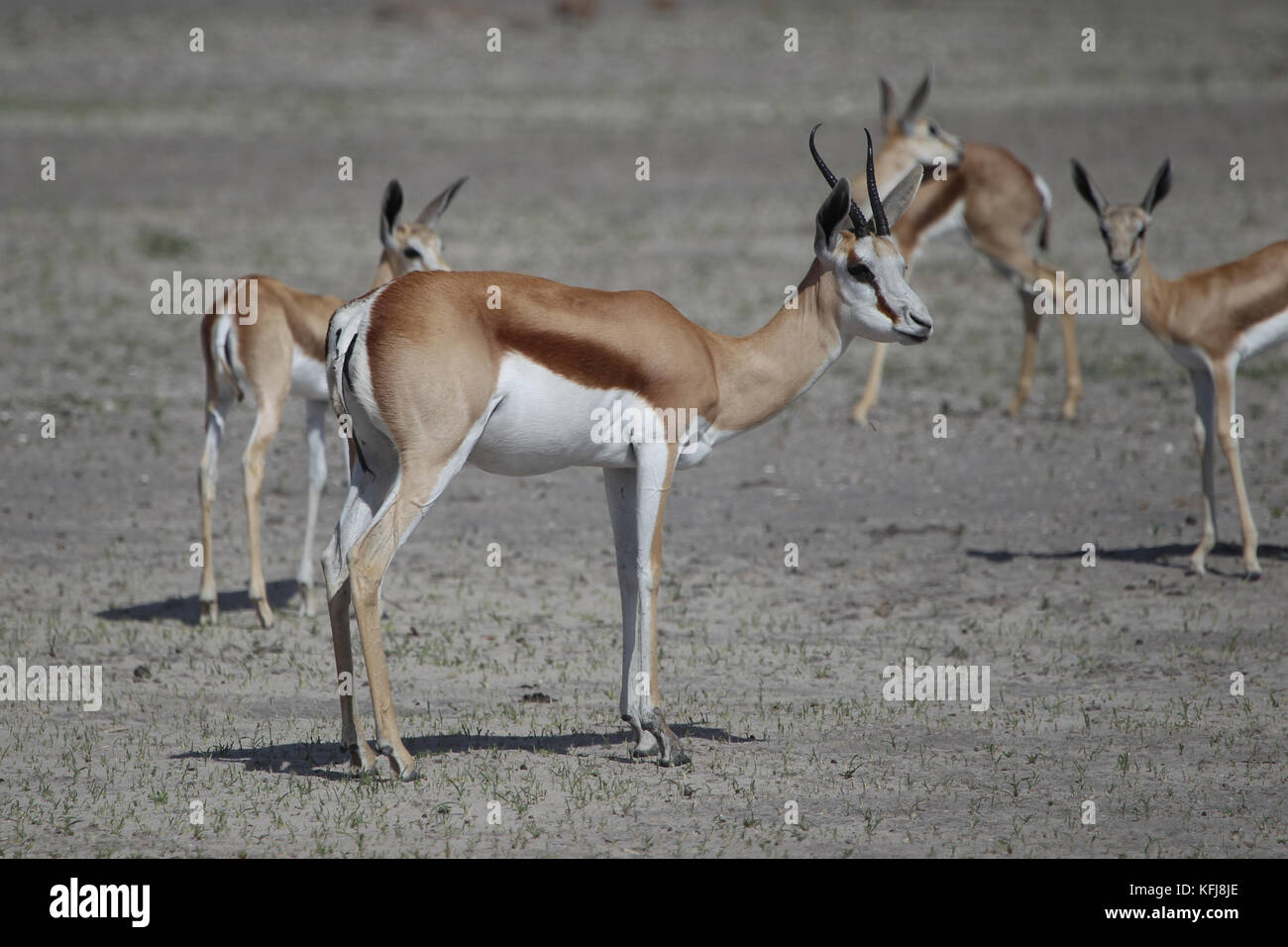 Springboks eating hi-res stock photography and images - Alamy