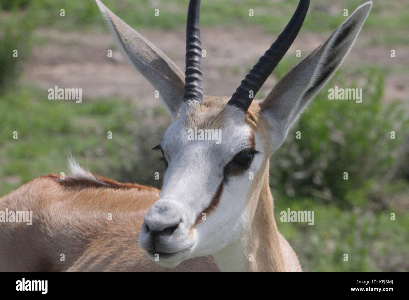 A springbok stands along the side of the road eating in grassy meadows ...