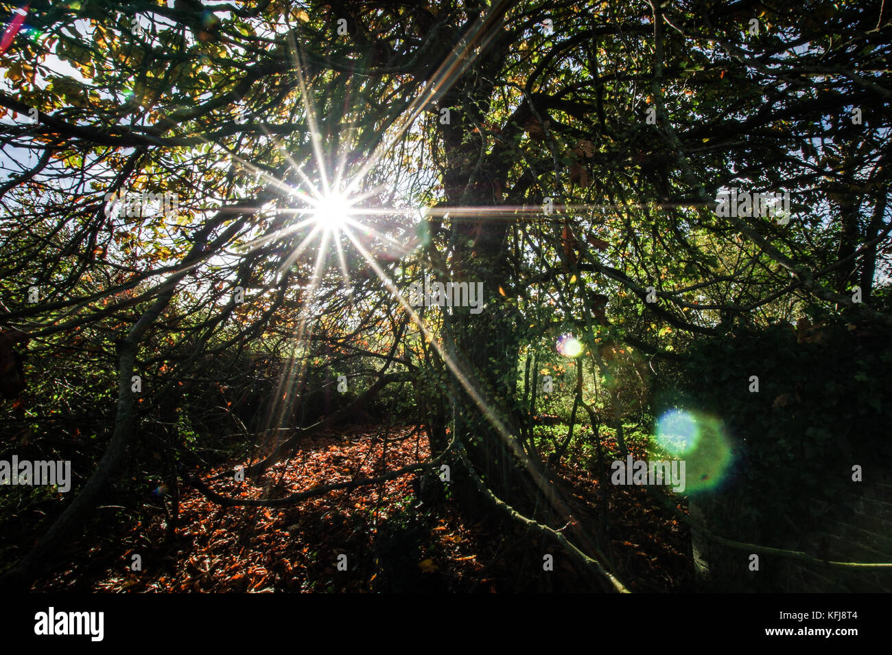Autumnal sun shining through the branches of an old tree Stock Photo ...