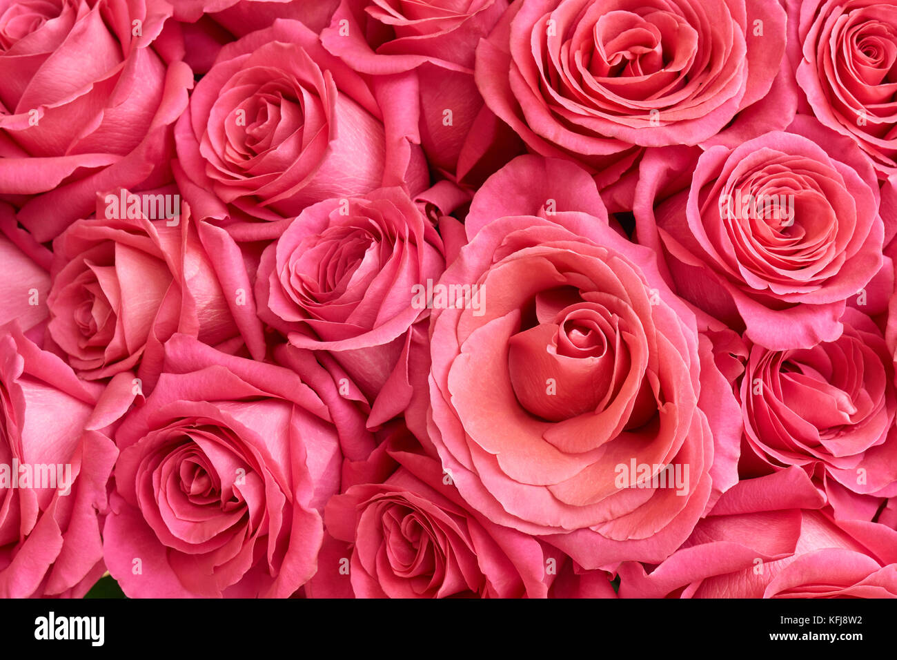 Bunch of pink roses as beautiful floral background Stock Photo - Alamy
