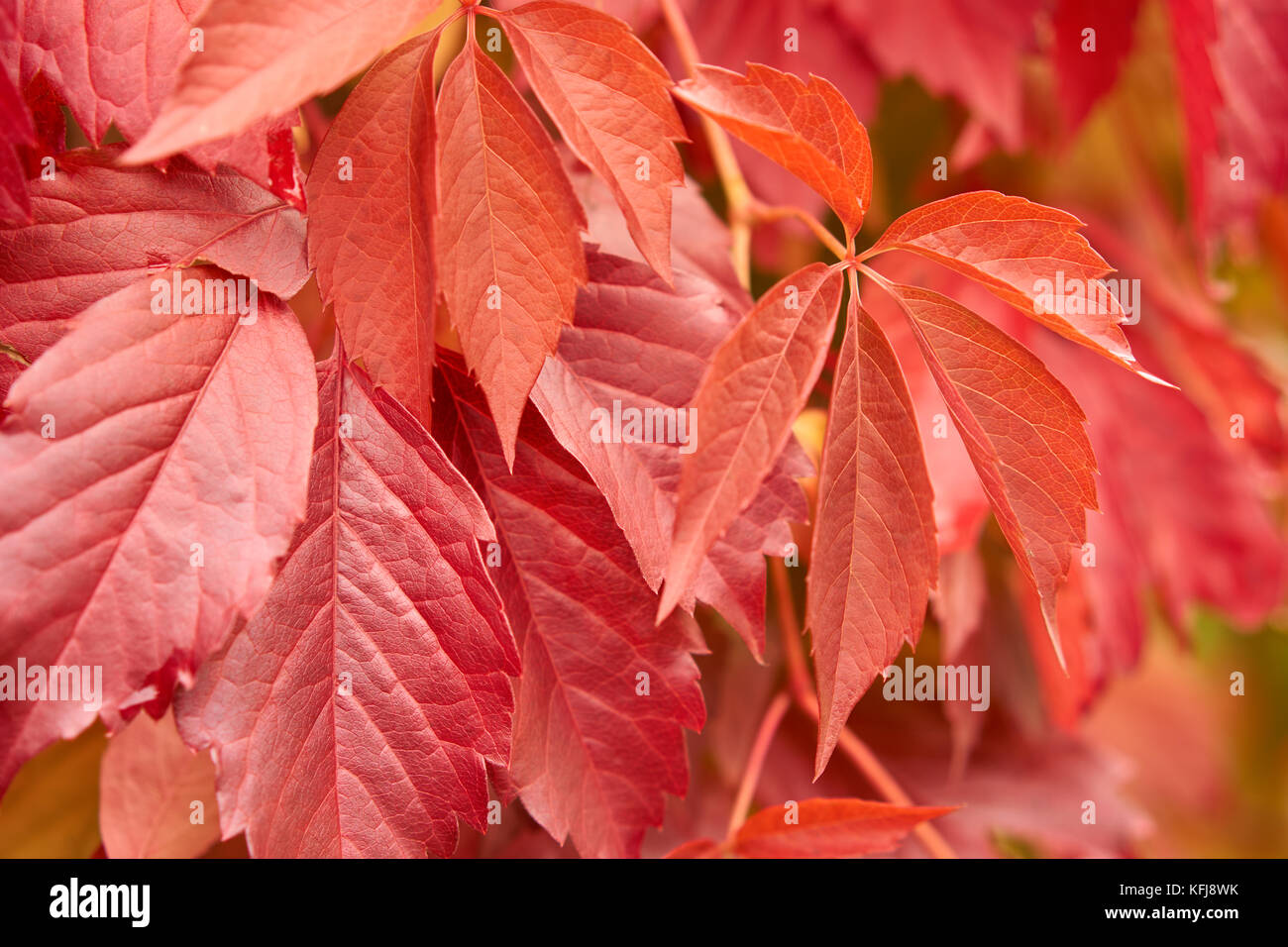 Red leaves of wild climbing vines in fall Stock Photo - Alamy