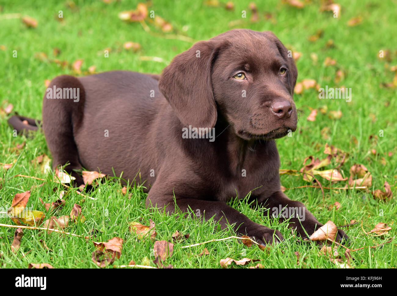 a labradinger or springador puppy dog lying down and playing in a grass ...