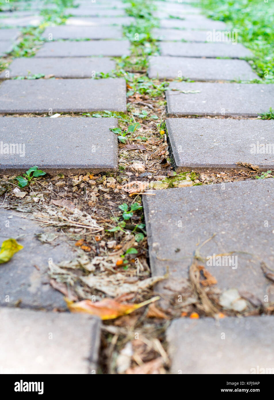 path of concrete tiles in garden at summer. background Stock Photo - Alamy