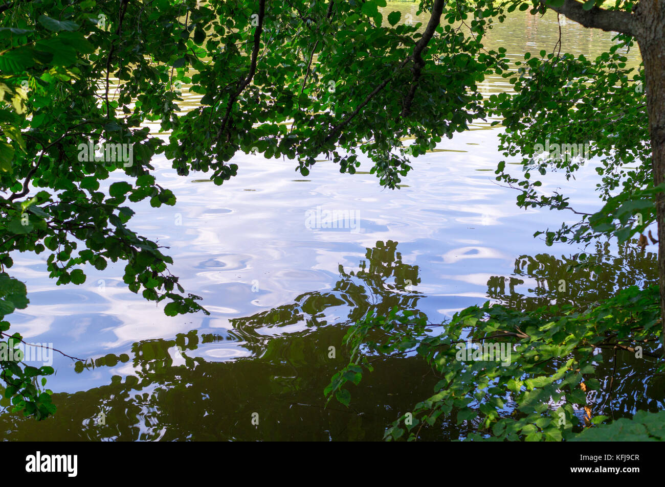 pond in the forest at summer. background, nature Stock Photo - Alamy