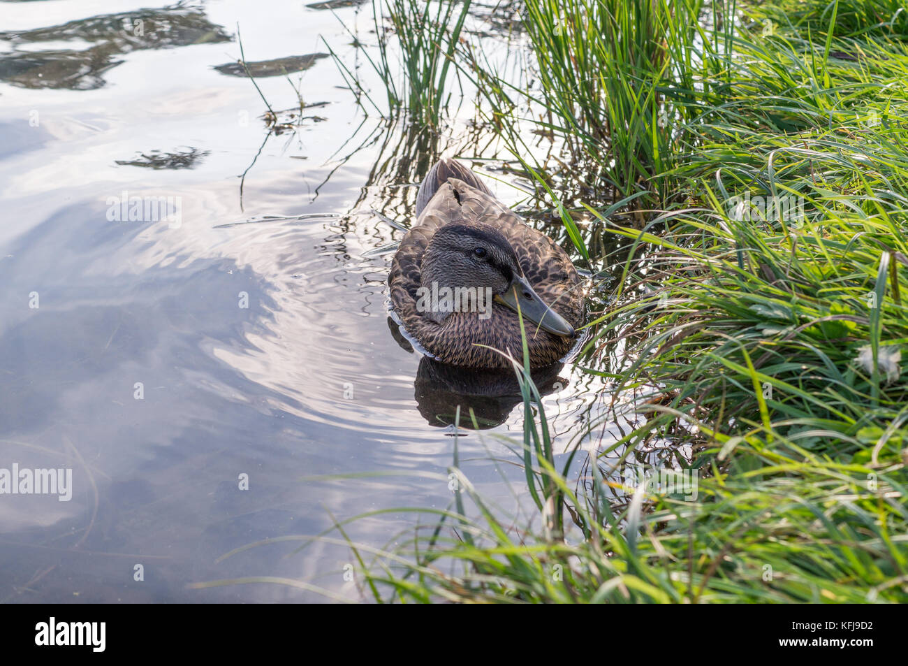 duck on the lake at summer evening. background, texture Stock Photo - Alamy