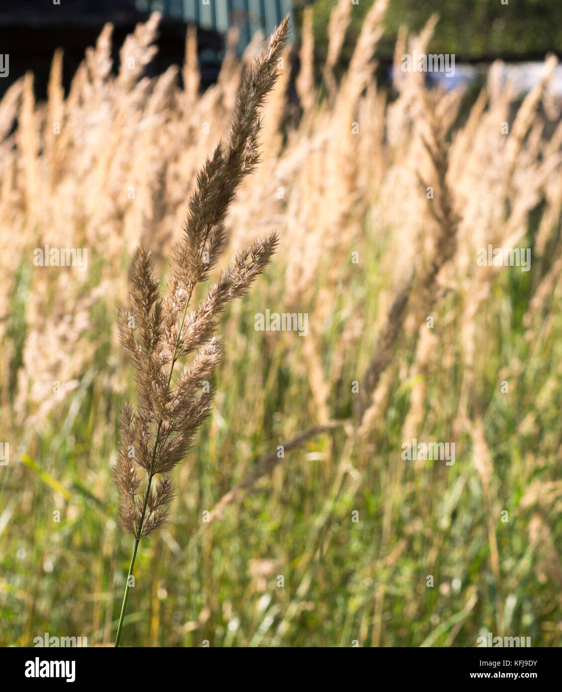 spica at summertime. floral closeup background Stock Photo - Alamy