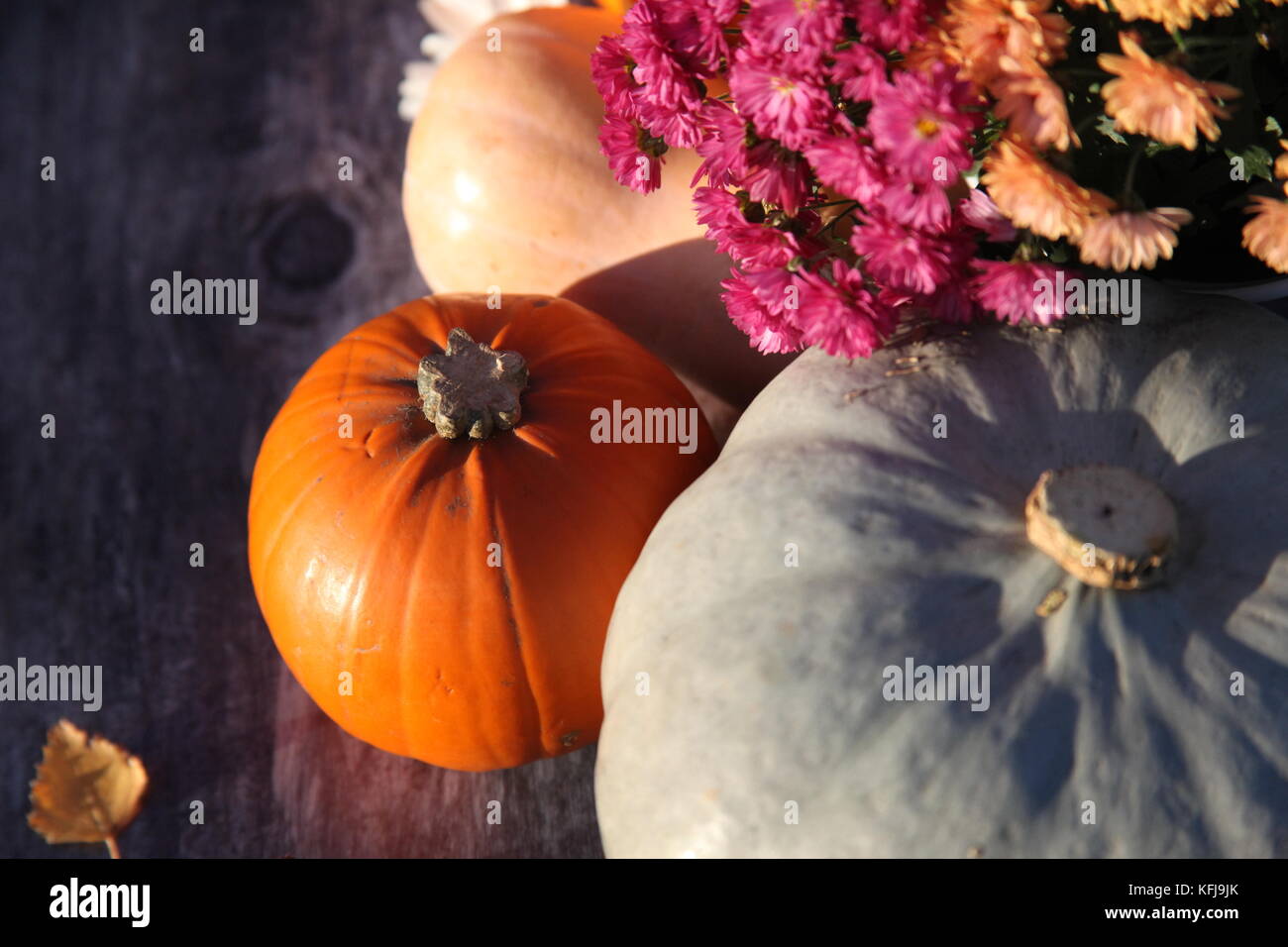 Farm fall festival pumpkins hi-res stock photography and images - Alamy