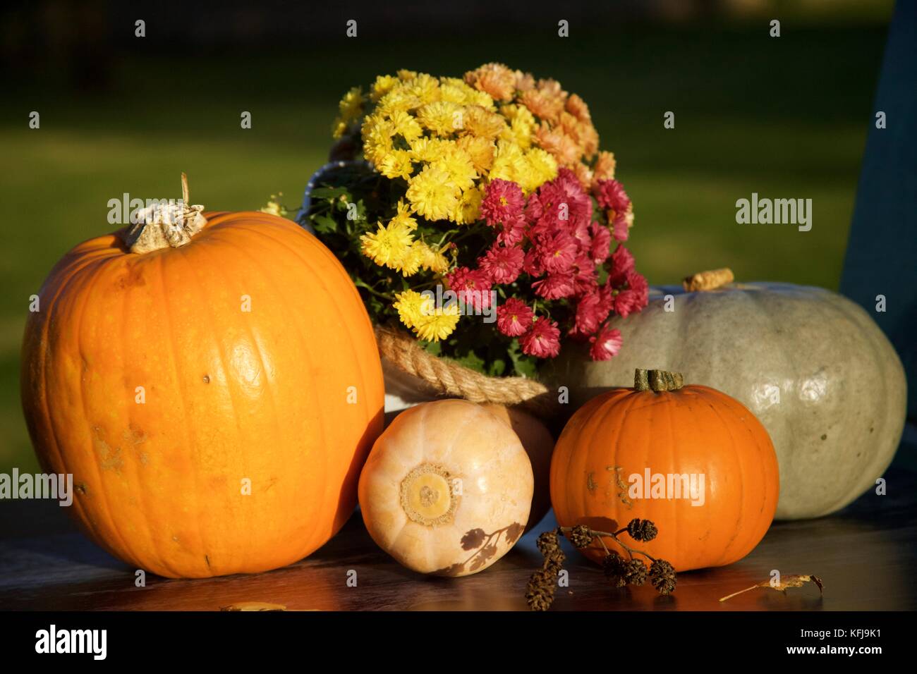 Cluster of Pumpkins and squash in still life with flowers Stock Photo ...