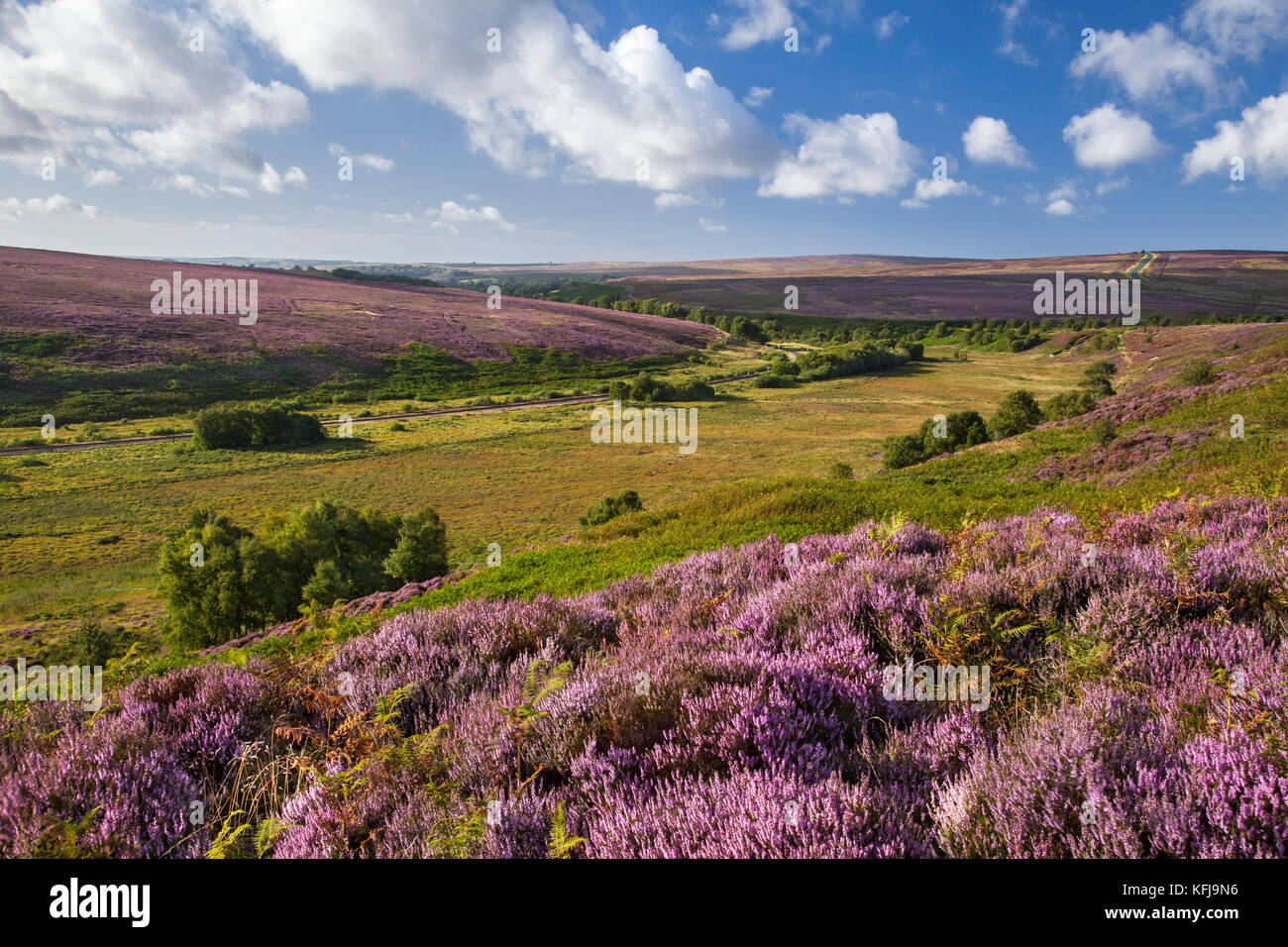 Fen Bog nature reserve North York Moors national park North Yorkshire ...
