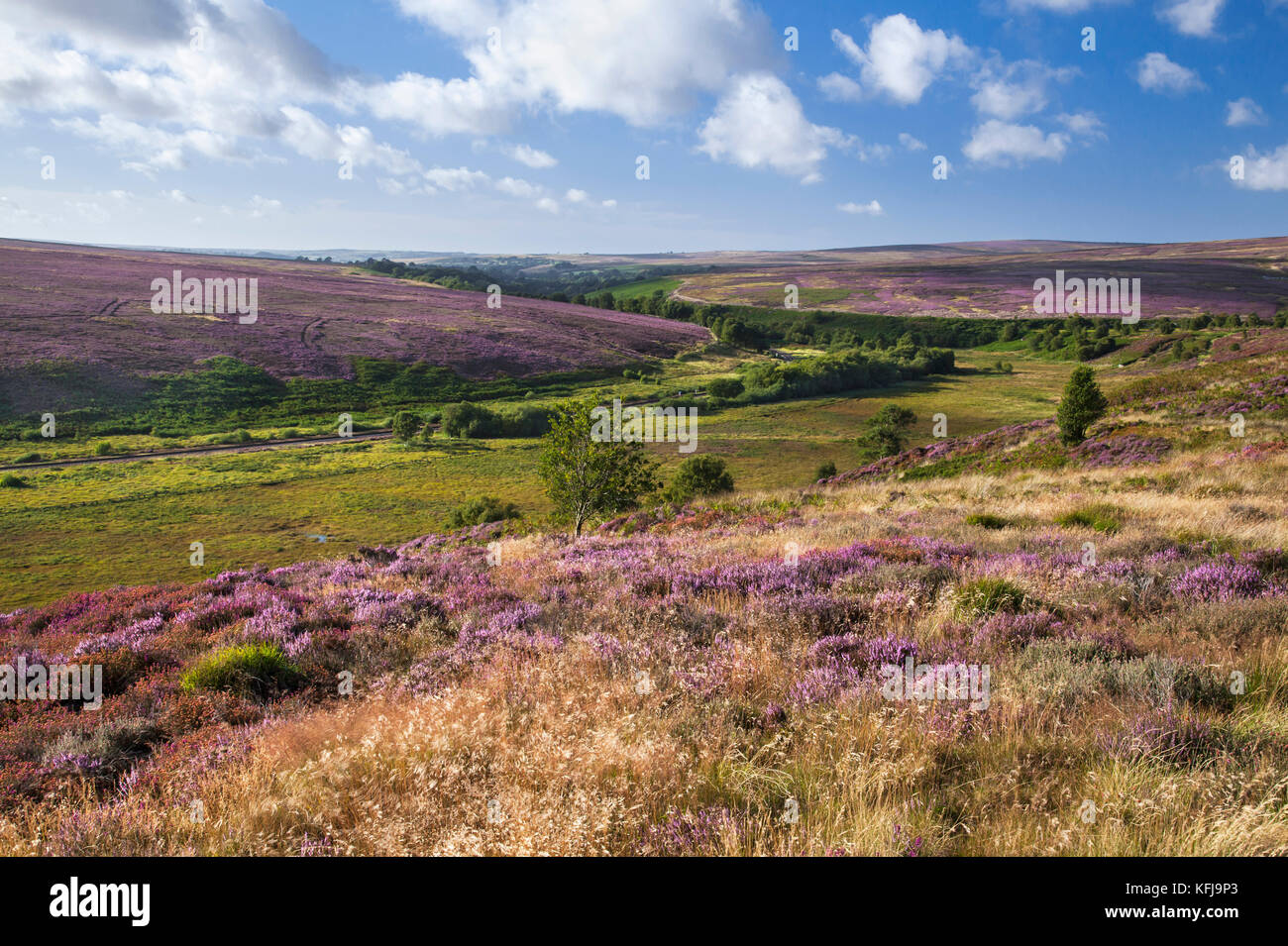 Fen Bog nature reserve North York Moors national park North Yorkshire ...