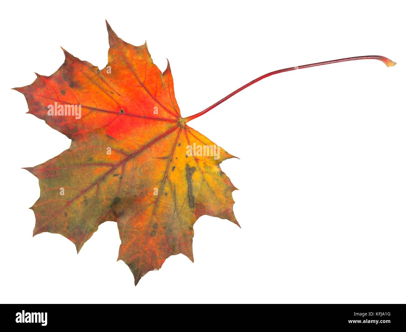 Autumn leaf isolated on white background Stock Photo - Alamy